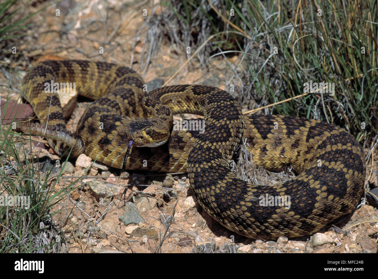 WESTERN DIAMONDBACK RATTLESNAKE Crotalus atrox Sonoran Desert, Arizona ...