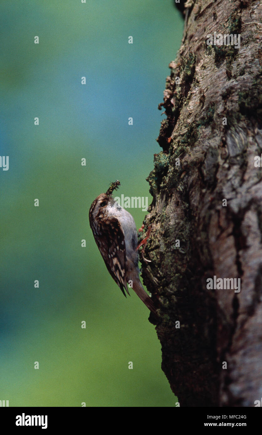 TREECREEPER Certhia familiaris with insect prey in beak Stock Photo - Alamy