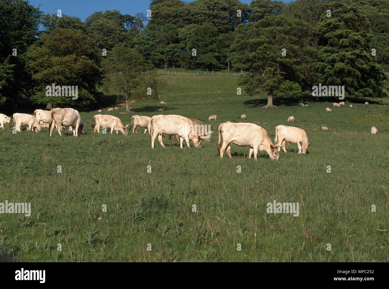Chillingham wild cattle hi-res stock photography and images - Alamy