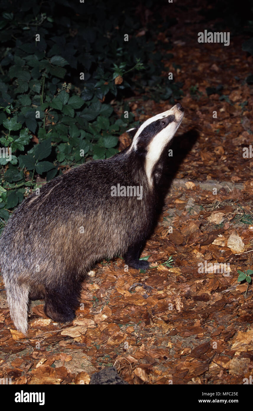 Danger to mammals hi-res stock photography and images - Alamy