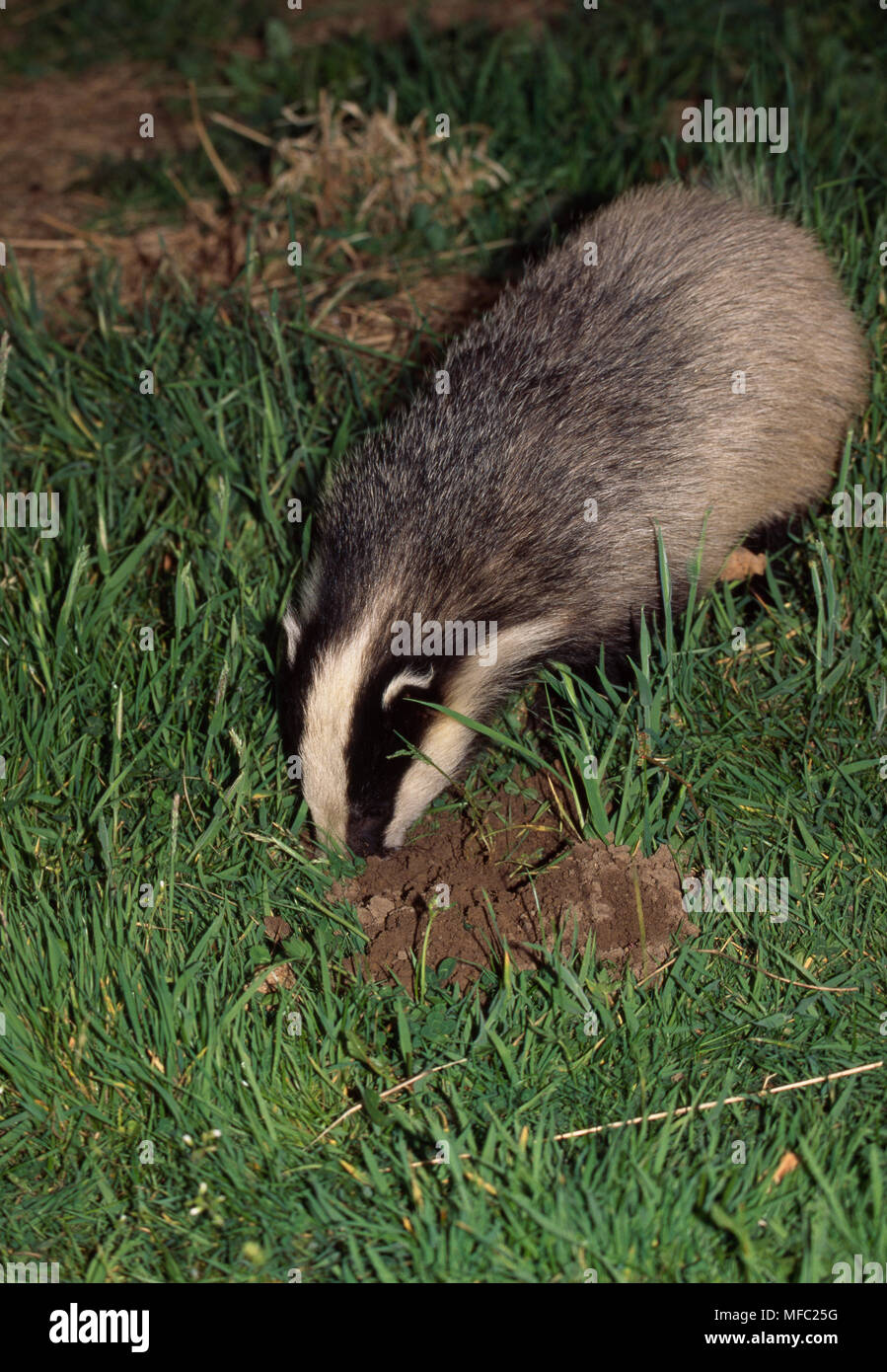 BADGER digging out molehill Meles meles Hampshire, southern England ...
