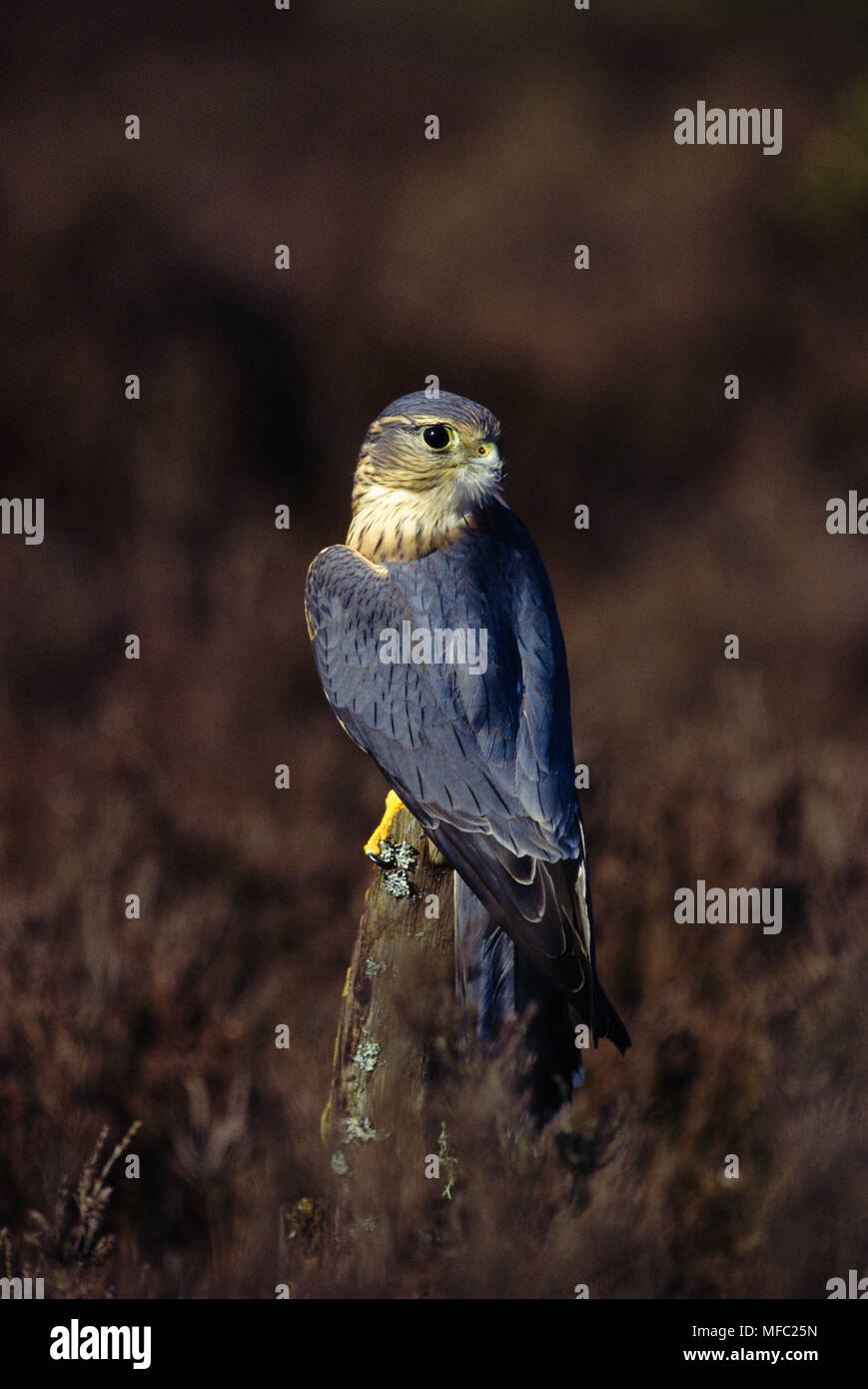 Merlin merlins falcon falcons hi-res stock photography and images - Alamy