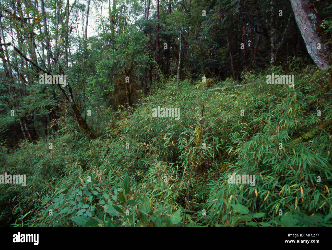 GIANT PANDA HABITAT rich in mixed Bamboos Wolong Reserve, China Giant ...