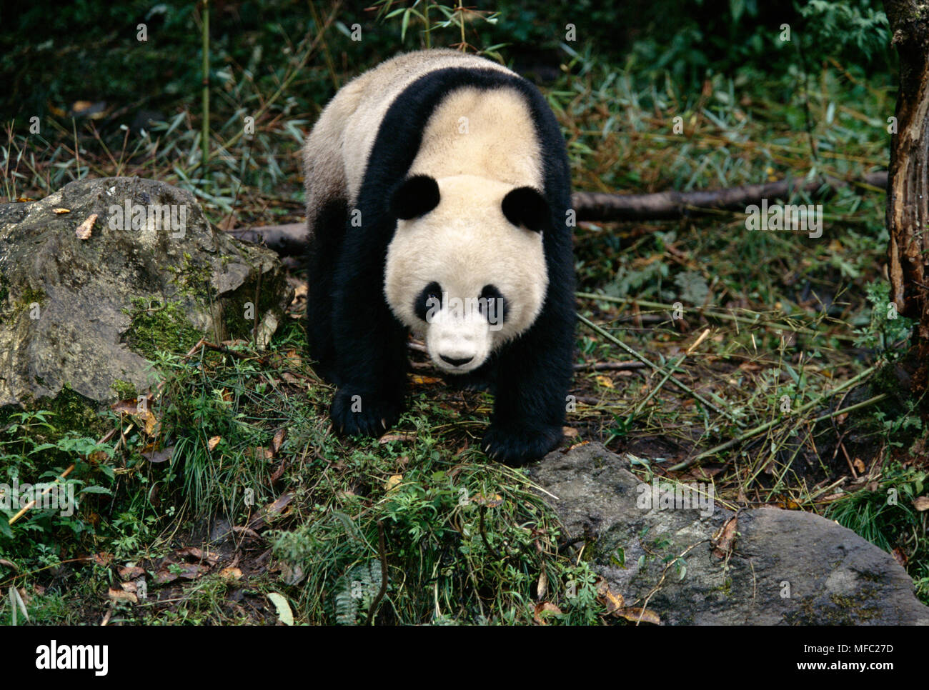 GIANT PANDA Ailuropoda melanoleuca looking for Bamboo Wolong Reserve ...