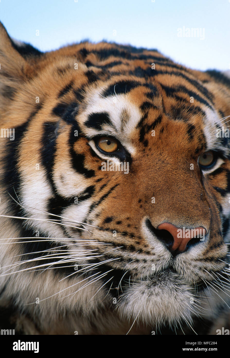 BENGAL TIGER face, close detail Panthera tigris tigris Stock Photo - Alamy