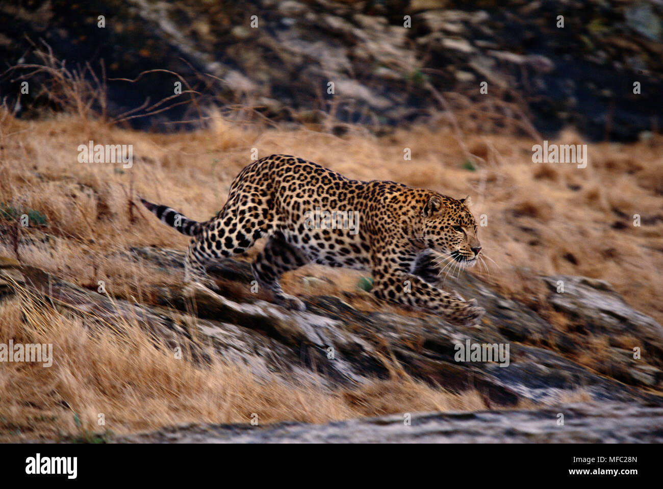 Charging leopard hi-res stock photography and images - Alamy