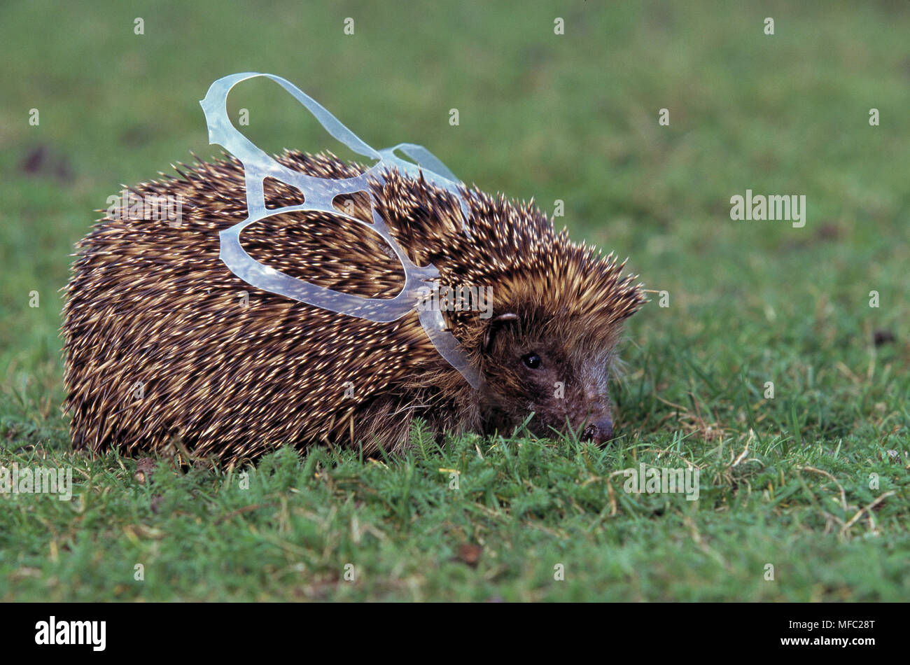 Plastic pollution uk animals hi-res stock photography and images - Alamy