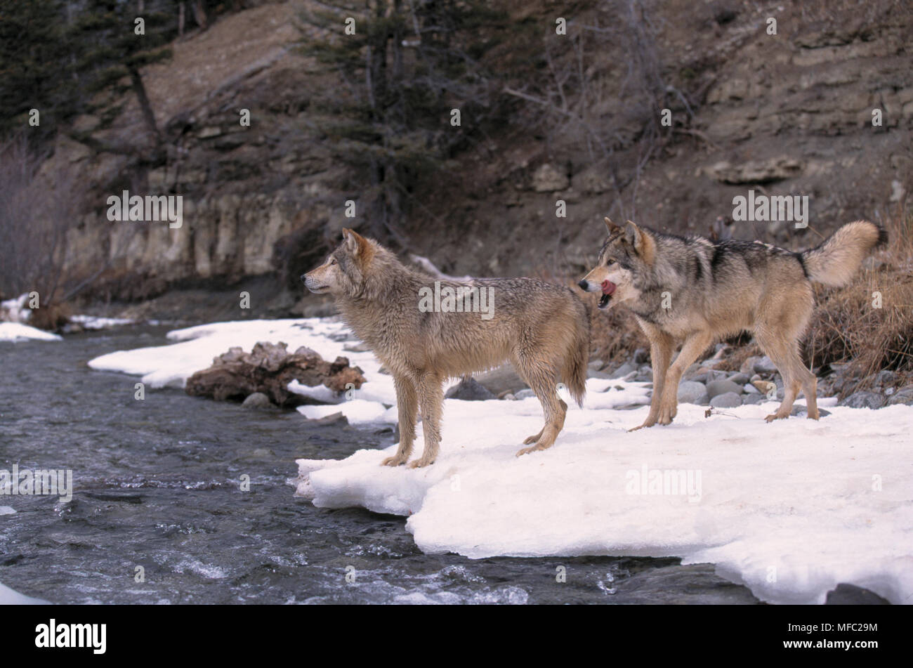 NORTH AMERICAN GREY or TIMBER WOLF Canis lupus on river bank. Montana ...