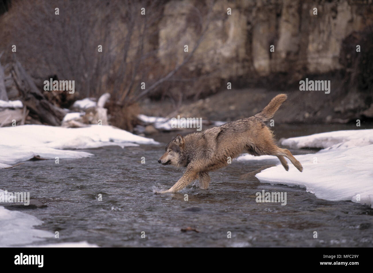 NORTH AMERICAN GREY or TIMBER WOLF Canis lupus jumping into river ...