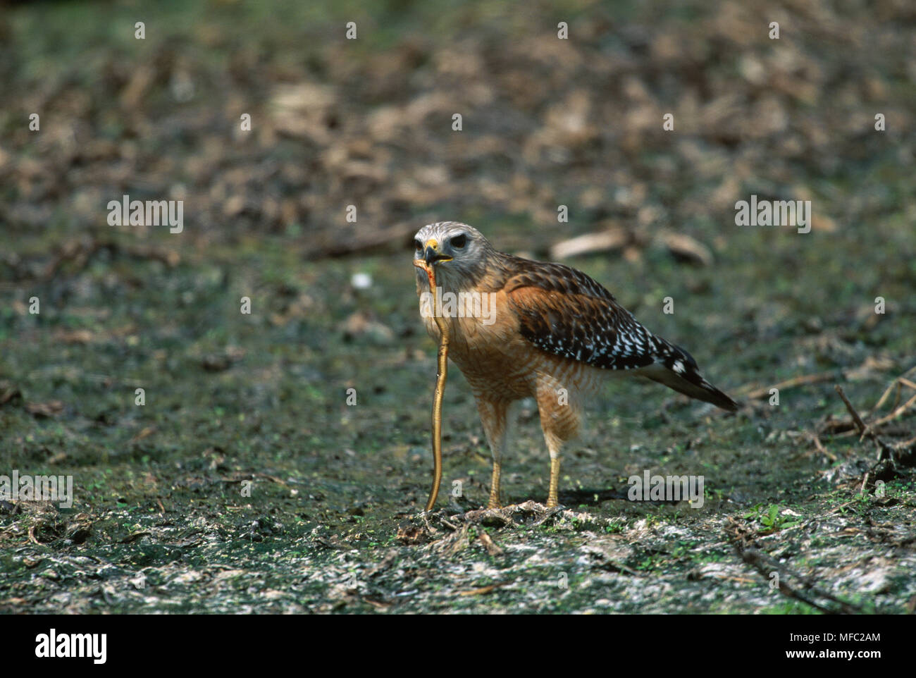 Red Tailed Hawk Eating Snake