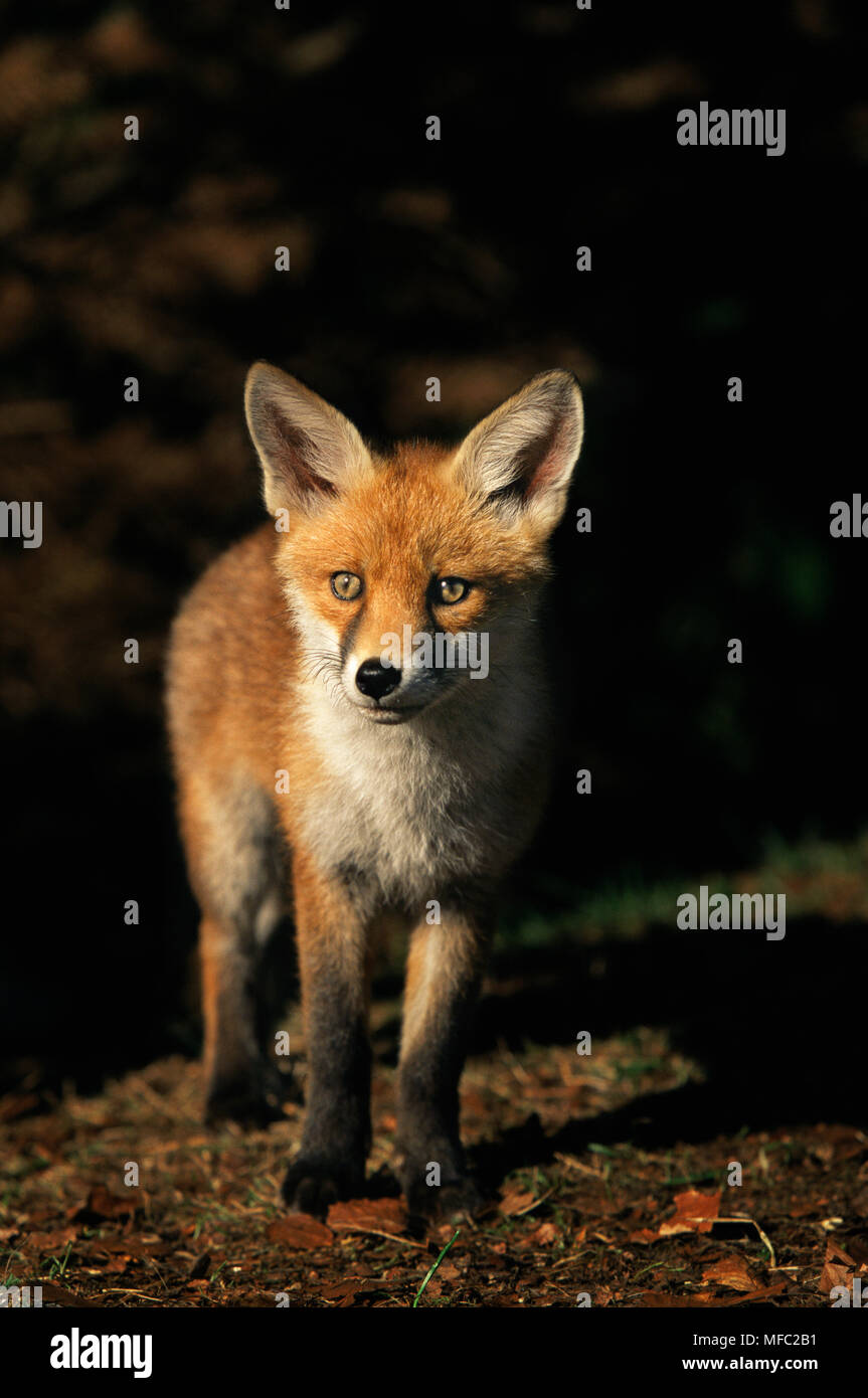 EUROPEAN RED FOX young Vulpes vulpes Ludshott Common (SSSI), Hampshire ...