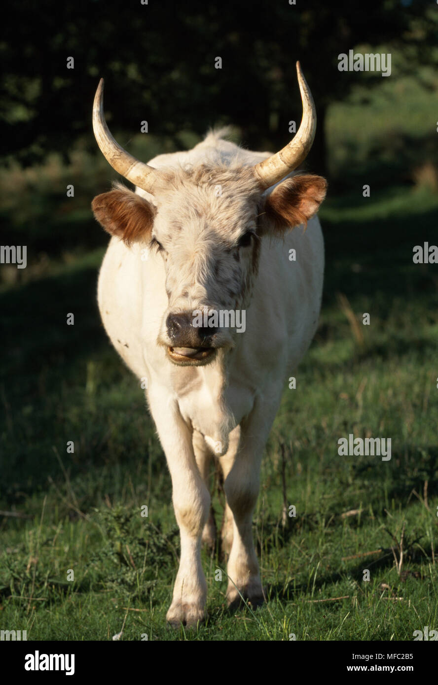 CHILLINGHAM WHITE COW Chillingham Estate, Northumberland, UK Stock ...