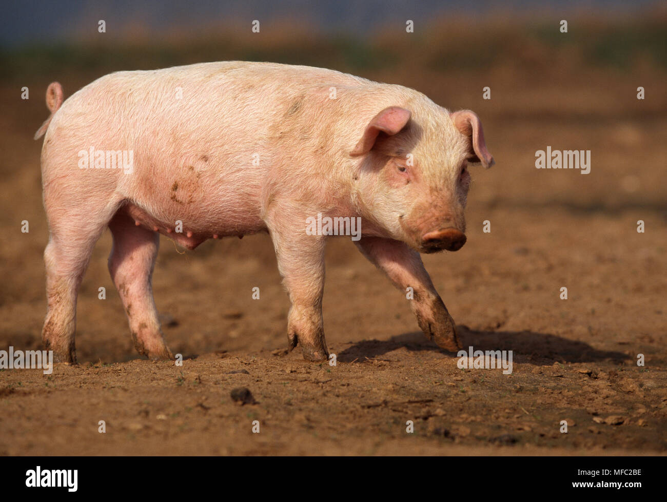PIGLET free-range at Plantation Pigs Ltd, Surrey, Southern England, UK ...