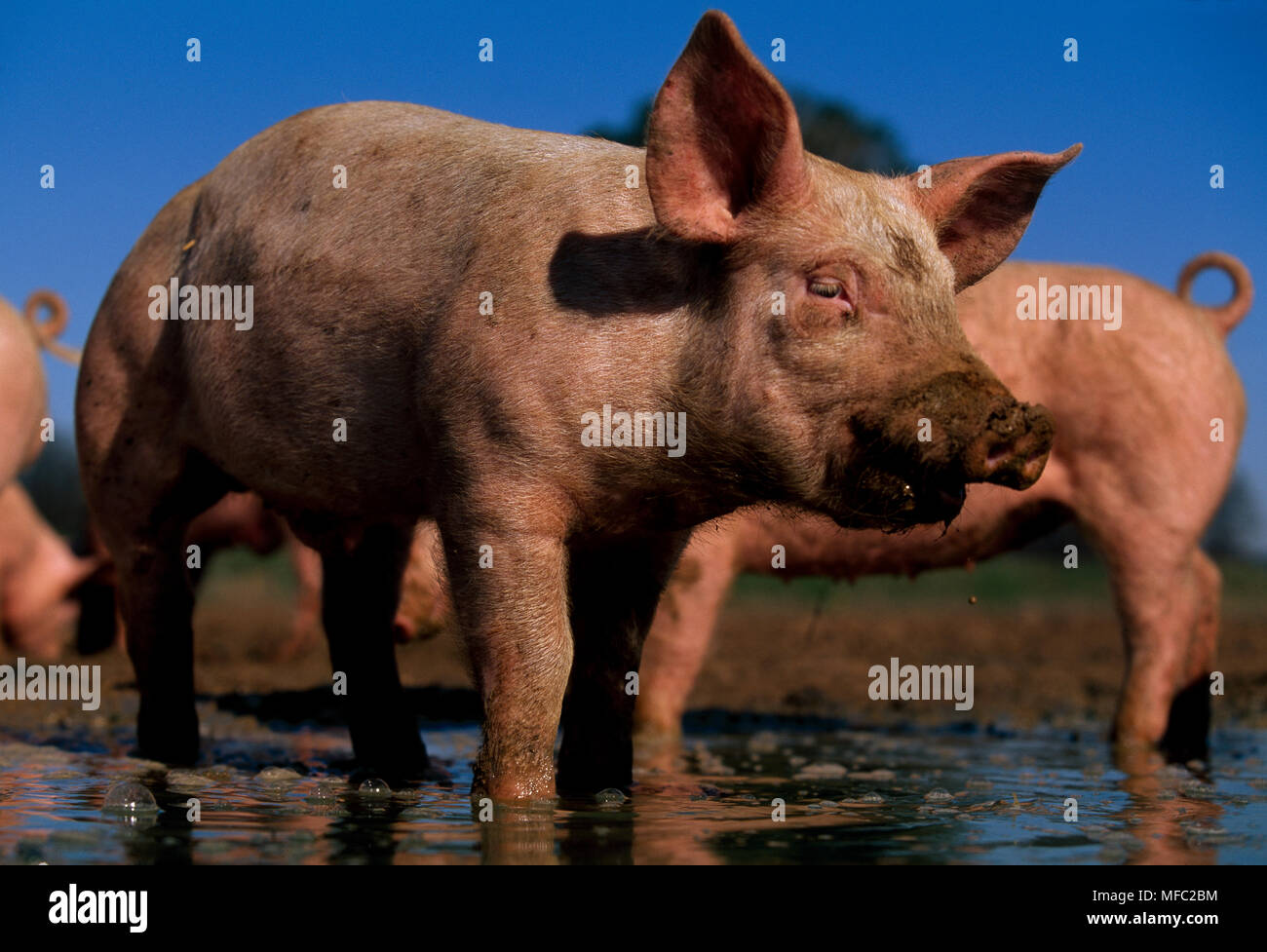 PIGS Free range young in water at Plantation Pigs Ltd, Surrey, Southern ...
