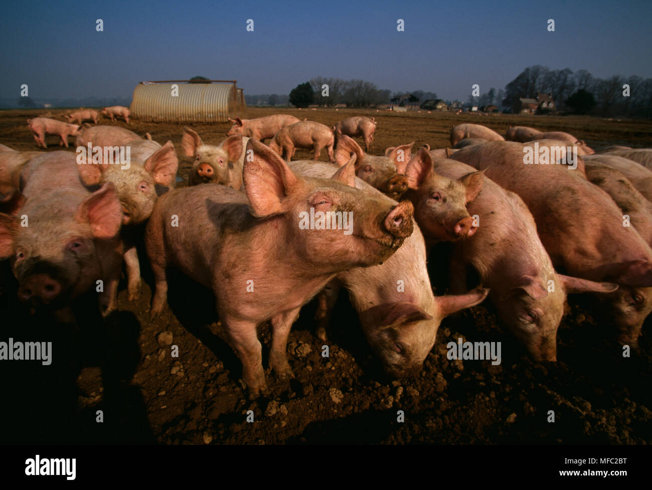 PIGS large group of free range young at Plantation Pigs Ltd, Surrey ...