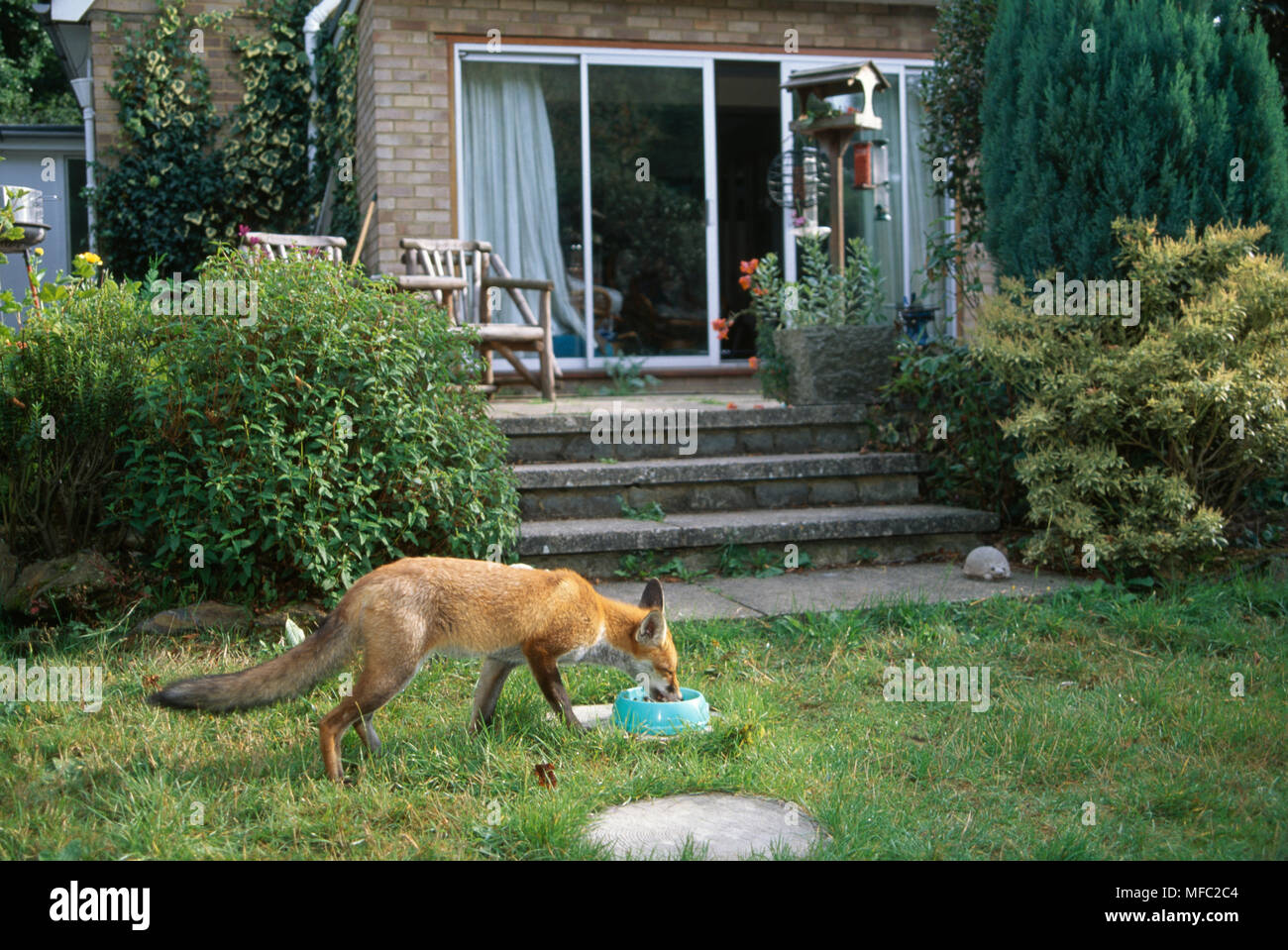 EUROPEAN RED FOX in garden Vulpes vulpes Hampshire, southern England ...