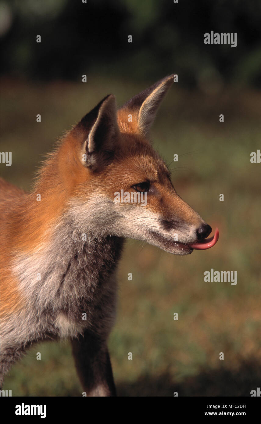 Fox Red Nose