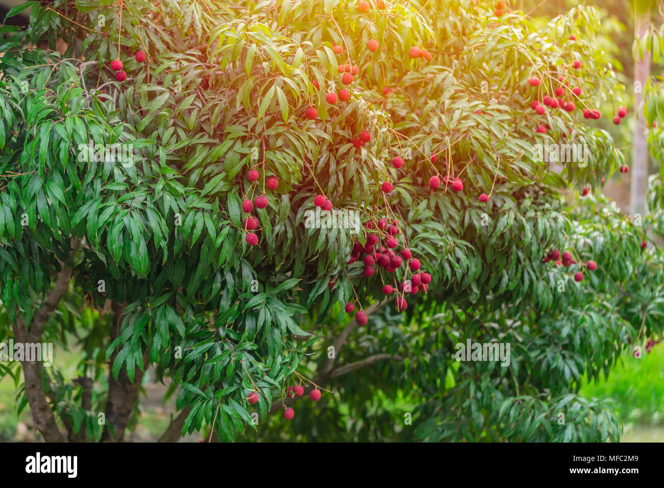 Lychee tree hi-res stock photography and images - Alamy