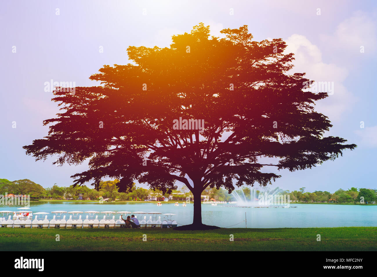 Sunny background with big tree shadow hi-res stock photography and ...