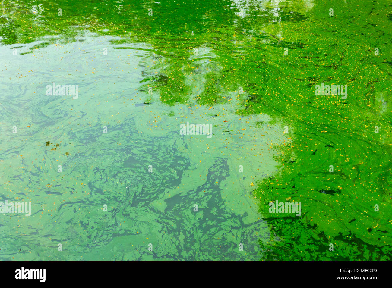 green water pond tropical lake, ecology of algae in swamp Stock Photo ...