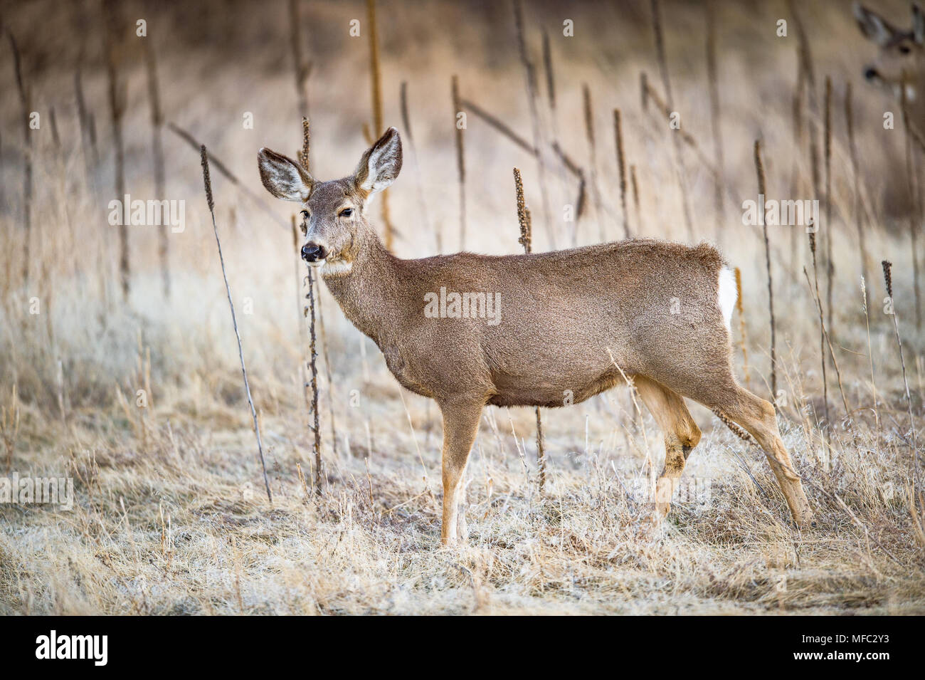 White tailed deer in Roxborough Park, Colorado, USA Stock Photo - Alamy