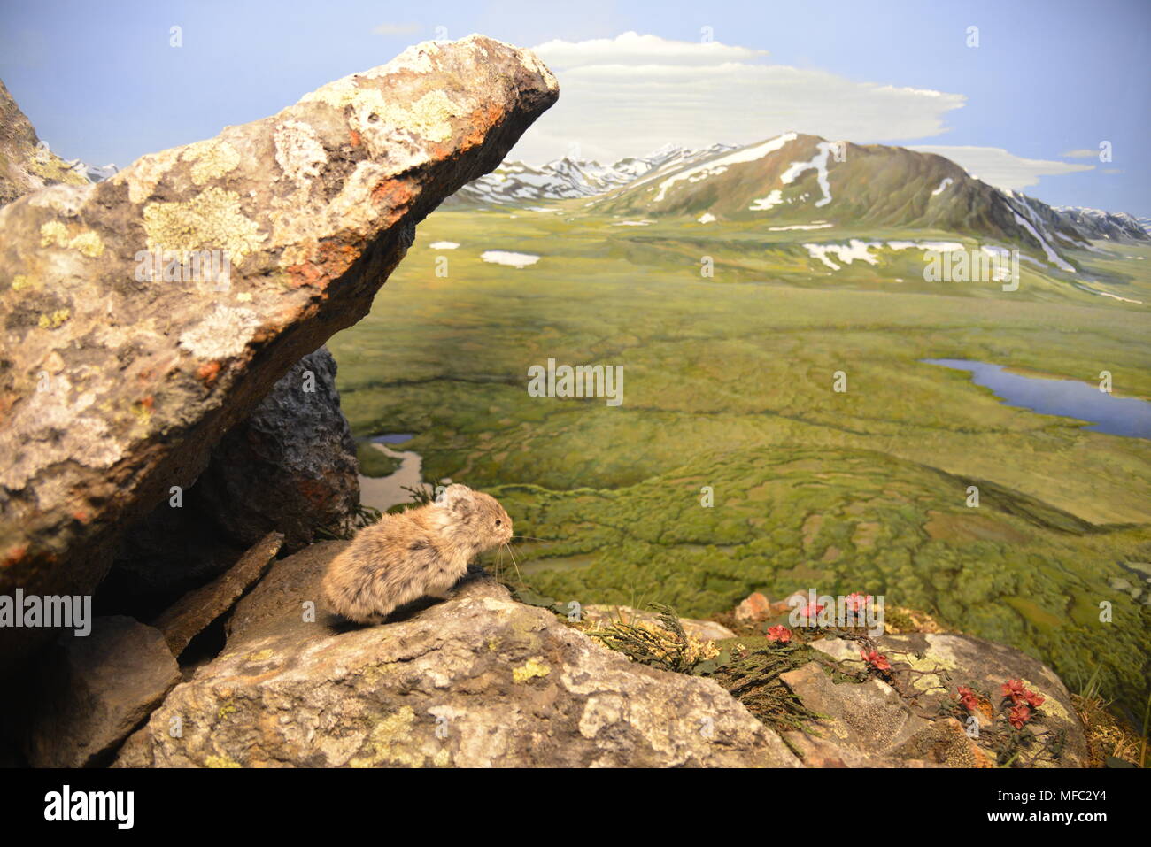spot- Canadian Museum of Nature Stock Photo - Alamy