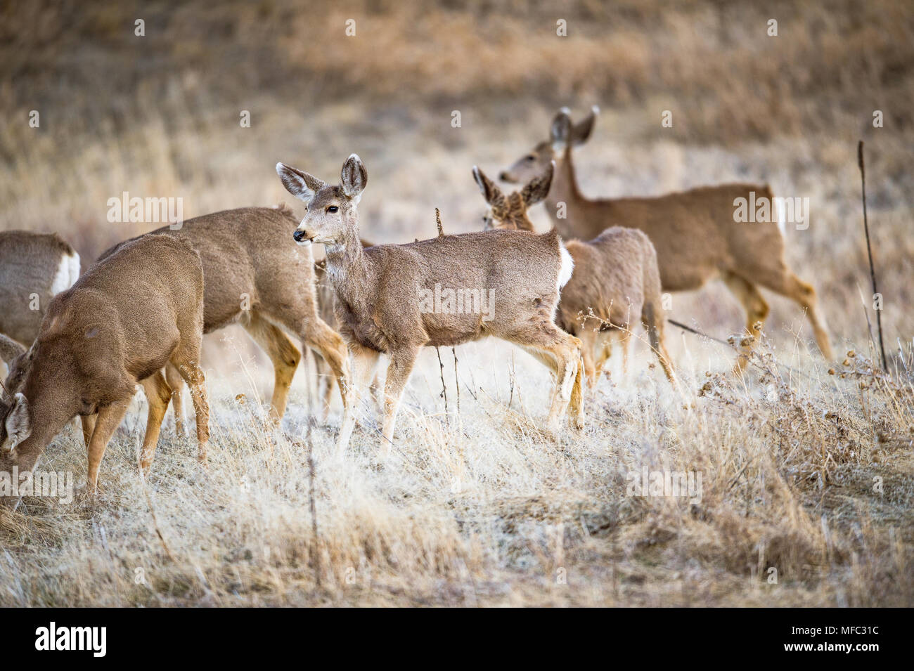 White tailed deer in Roxborough Park, Colorado, USA Stock Photo - Alamy