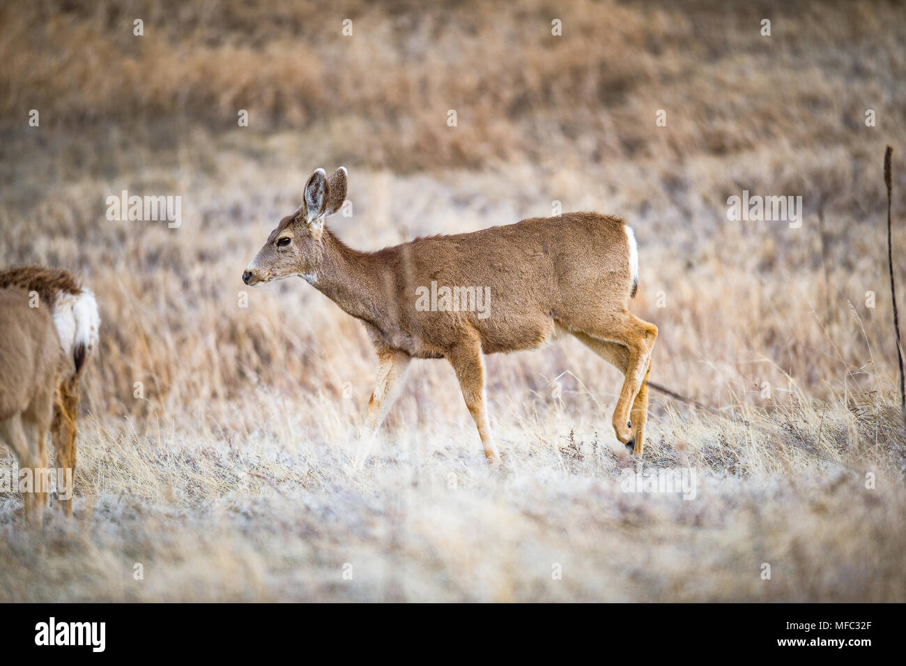 White tailed deer in Roxborough Park, Colorado, USA Stock Photo - Alamy