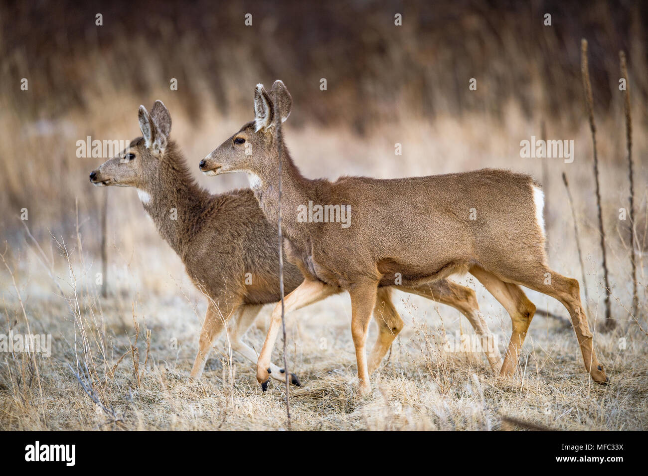 White tailed deer in Roxborough Park, Colorado, USA Stock Photo - Alamy