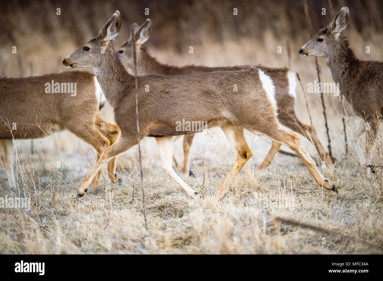 White tailed deer in Roxborough Park, Colorado, USA Stock Photo - Alamy