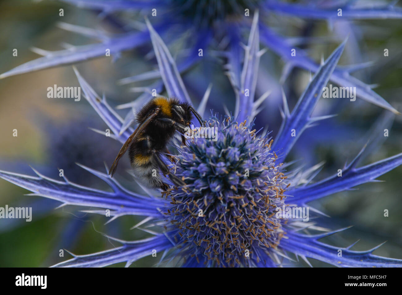 Summer Honey Bee Stock Photo - Alamy