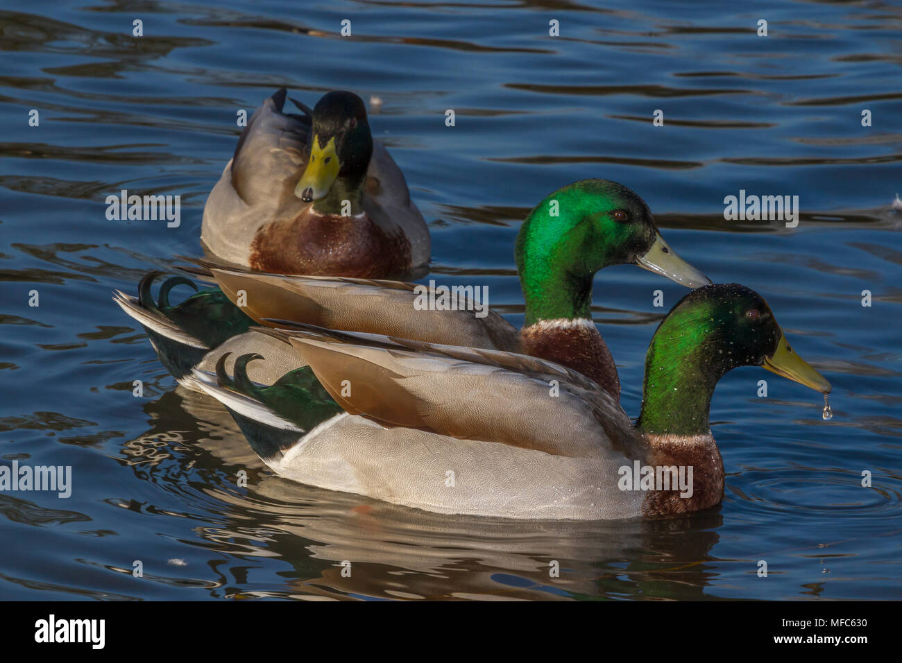 Northern mallards hi-res stock photography and images - Alamy