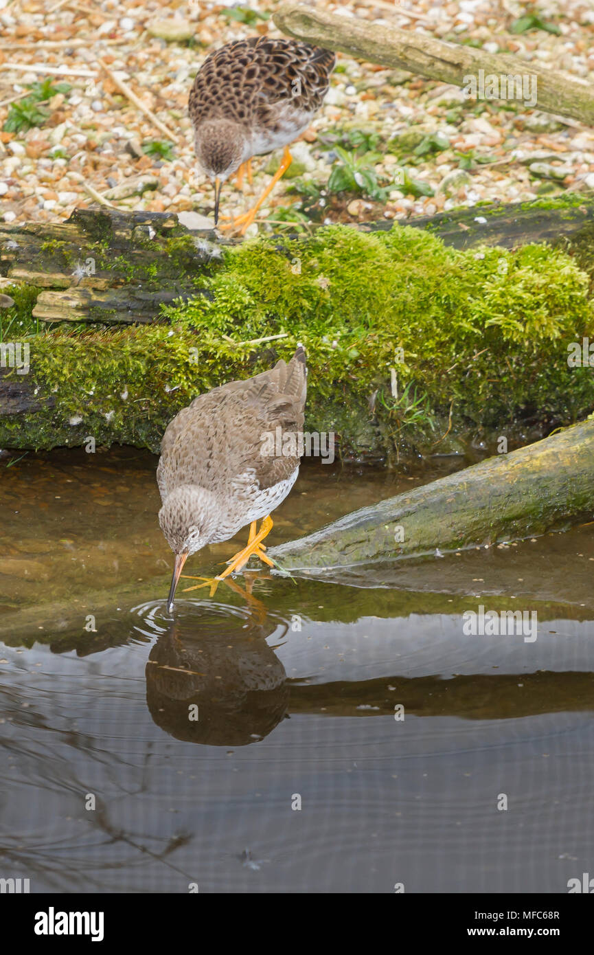 Two ruff birds hi-res stock photography and images - Alamy