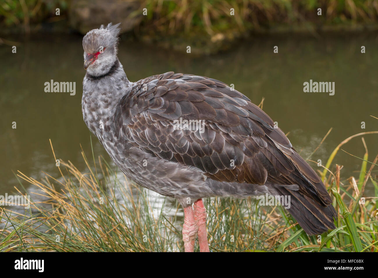 Crested Screamer at Slimbridge Stock Photo - Alamy