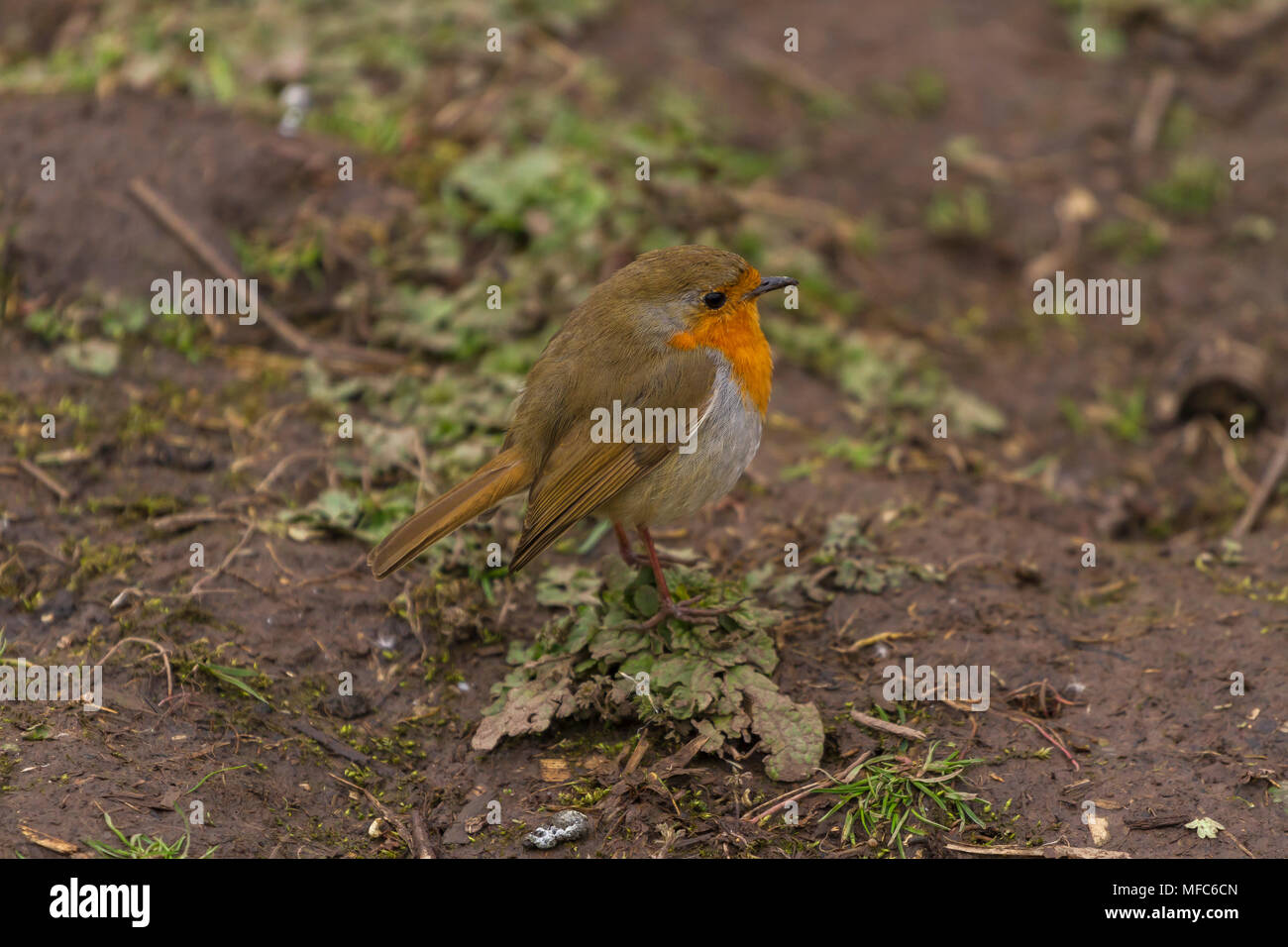 Slimbridge birds hi-res stock photography and images - Alamy