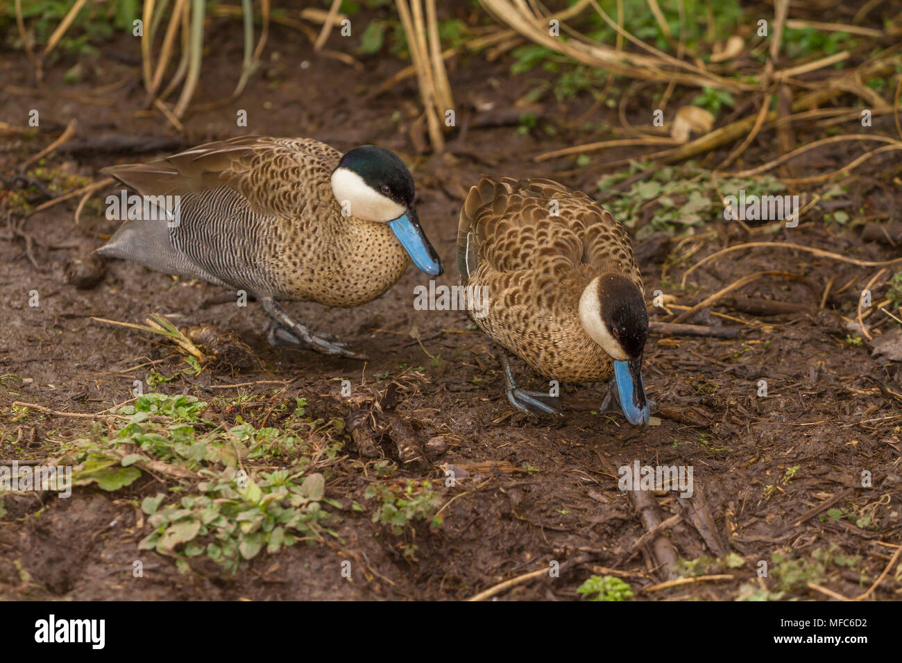 Puna teal anas puna hi-res stock photography and images - Alamy