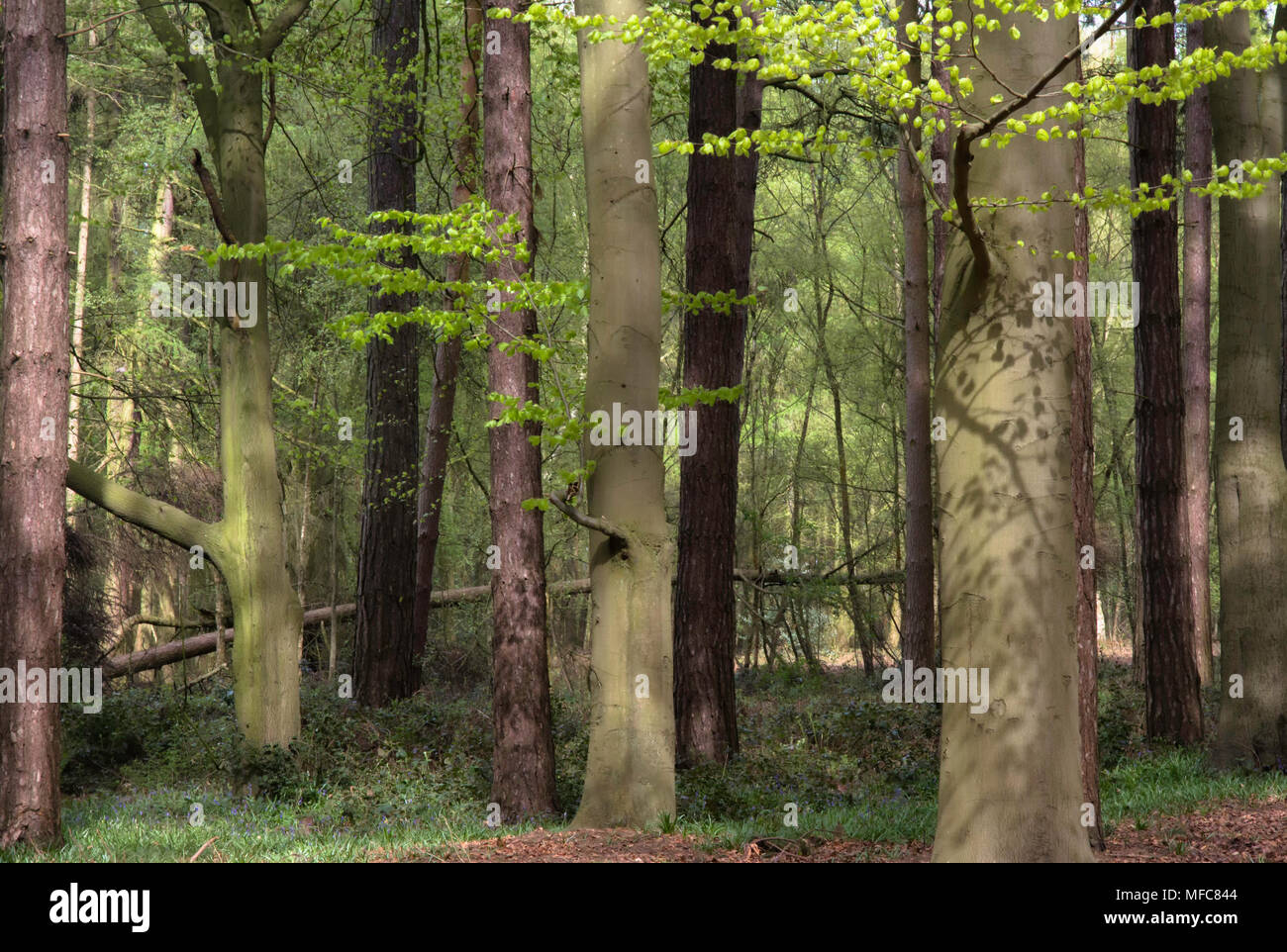 Mixed tree hi-res stock photography and images - Alamy