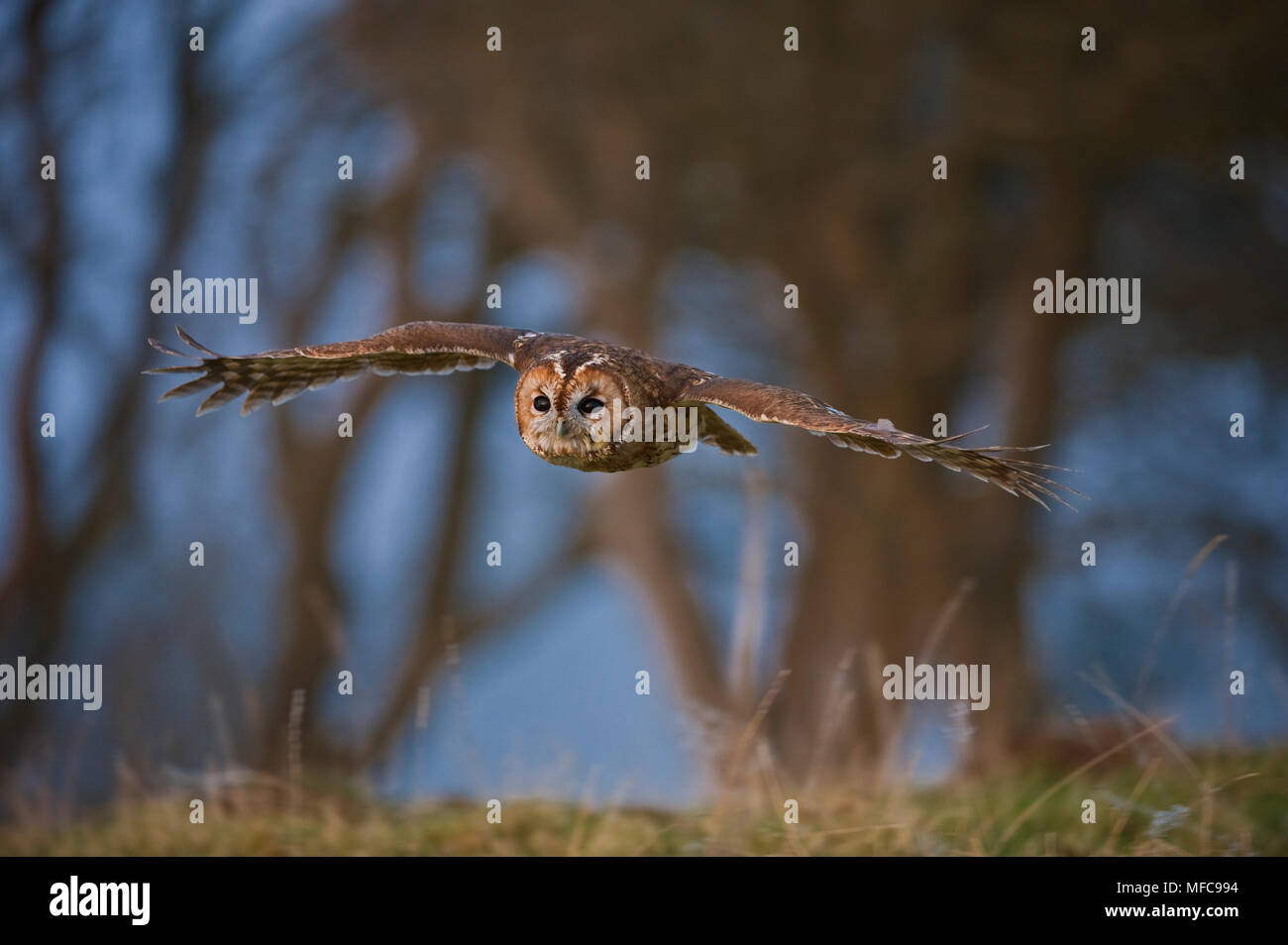 Tawny owl uk in flight hi-res stock photography and images - Alamy