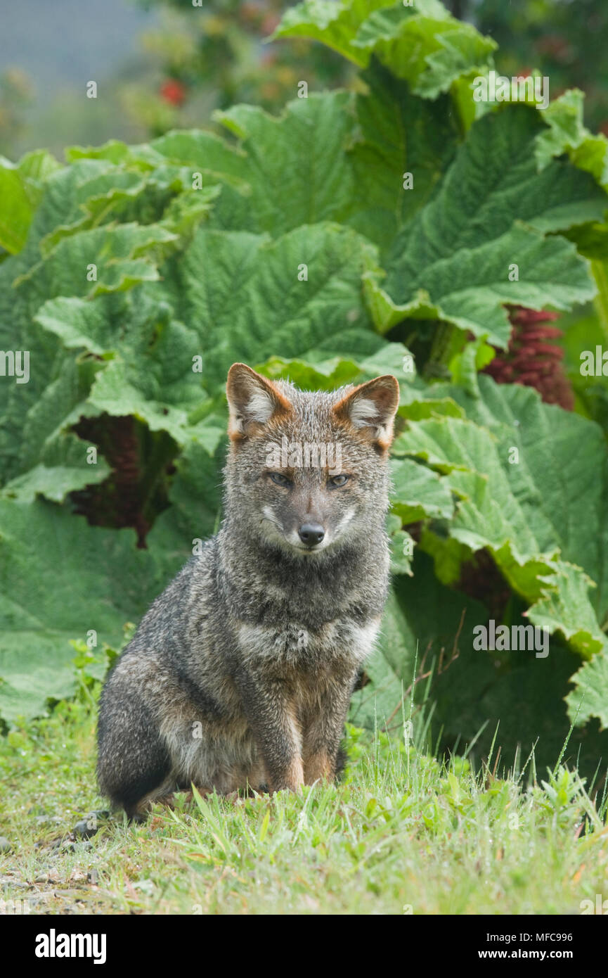 Chiloe island chile wildlife hi-res stock photography and images - Alamy