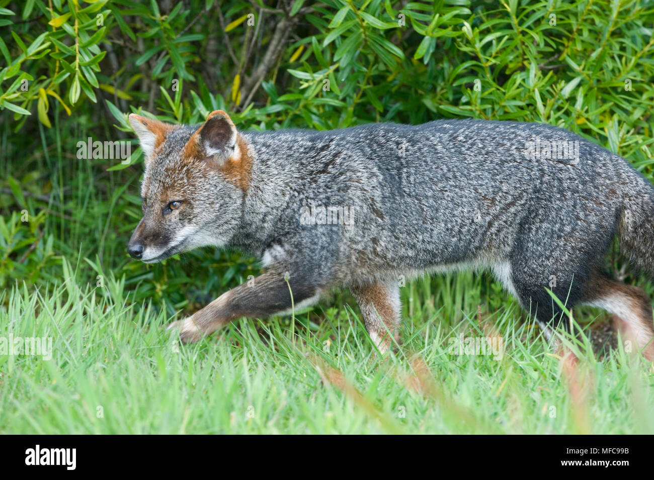 Pseudalopex fulvipes wild hi-res stock photography and images - Alamy