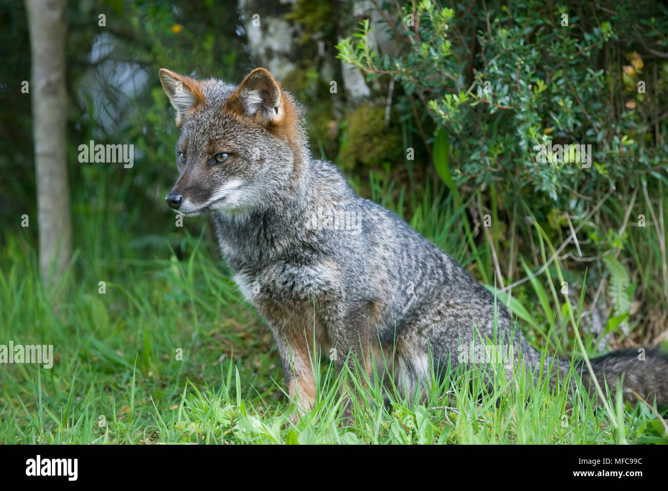 Ref fox hi-res stock photography and images - Alamy