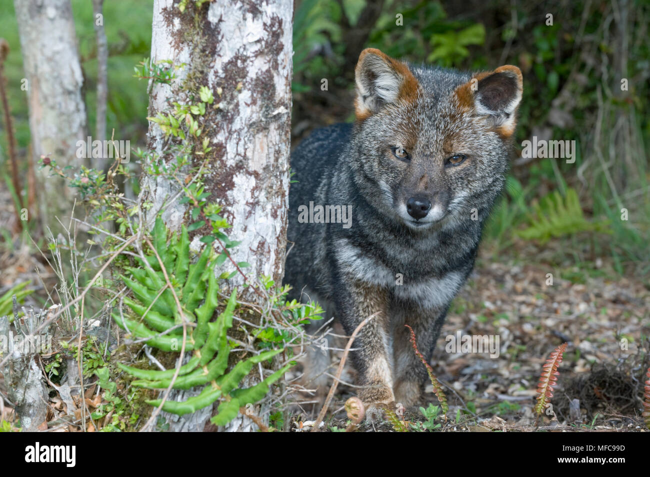 0007 hi-res stock photography and images - Alamy