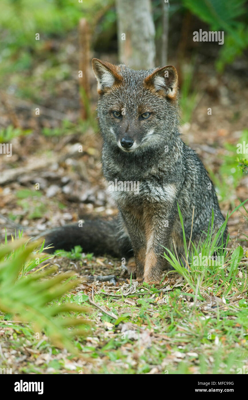 Darwin's fox hi-res stock photography and images - Alamy