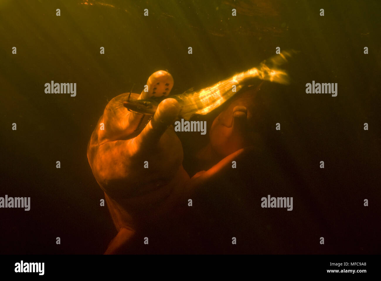 Amazon river dolphin underwater hi-res stock photography and images - Alamy