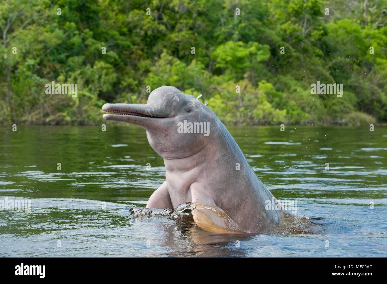 Amazon pink dolphin hi-res stock photography and images - Alamy