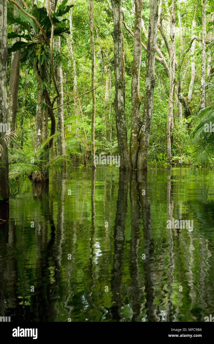 Amazon rainforest interior hi-res stock photography and images - Alamy
