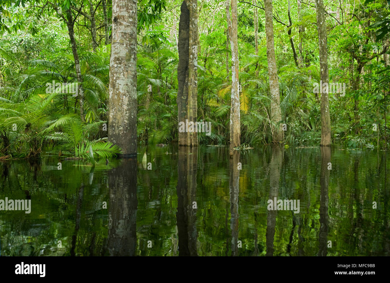 Amazon rainforest interior hi-res stock photography and images - Alamy