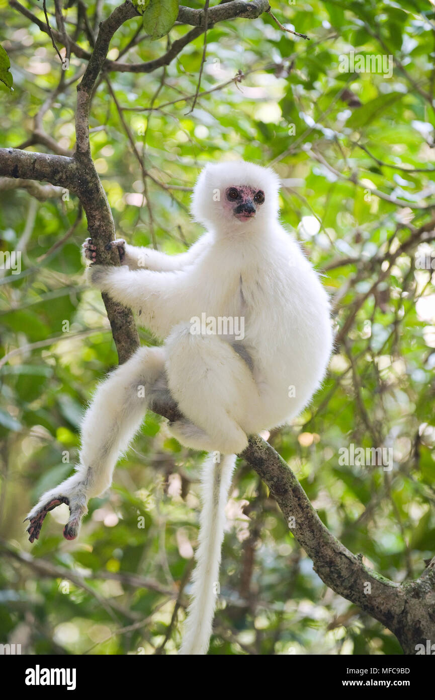 Silky sifaka hi-res stock photography and images - Alamy