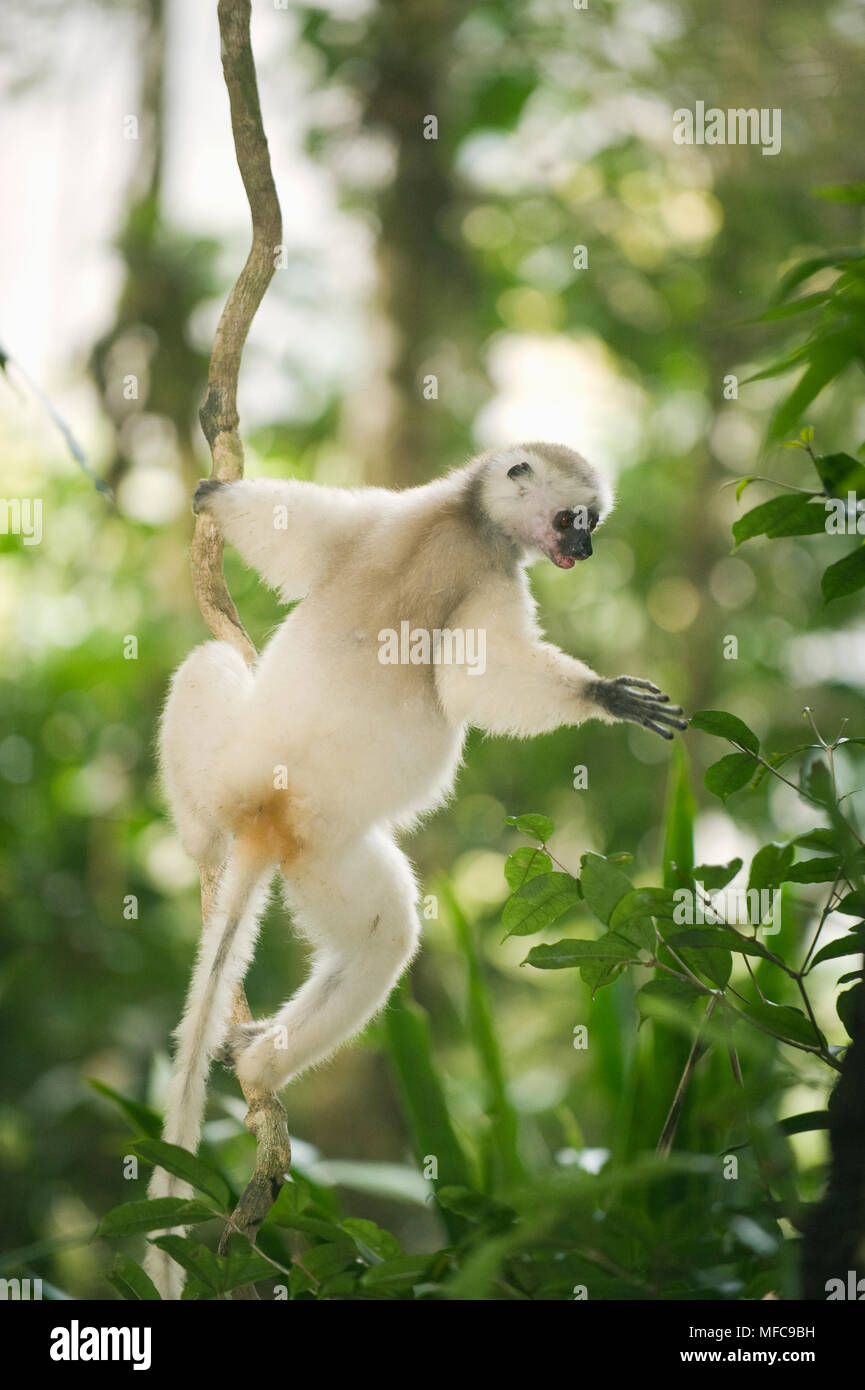 Silky Sifaka (Propithecus candidus) ENDANGERED, Marojejy National Park ...