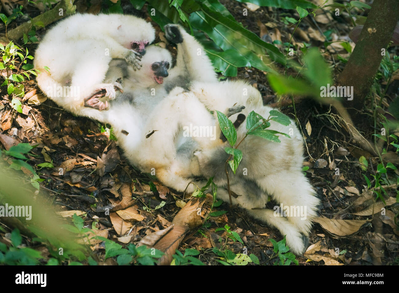Silky Sifaka (Propithecus candidus) Three lemurs playing on forest ...